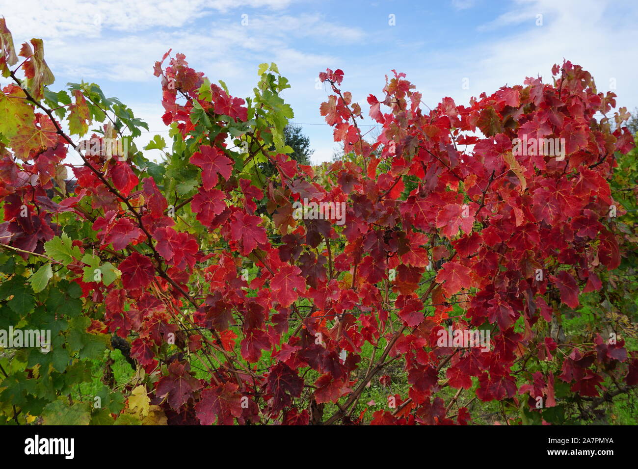 colorful leaves turning on the vine in the fall Stock Photo - Alamy