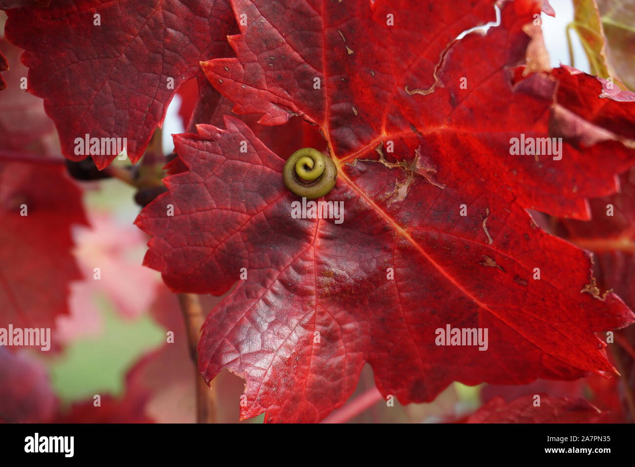 close up of a green curly queue growing through a red vine leaf in the ...