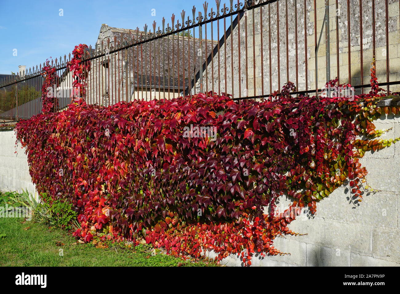 bright red ivy creeping along an old stone wall in a small village in ...