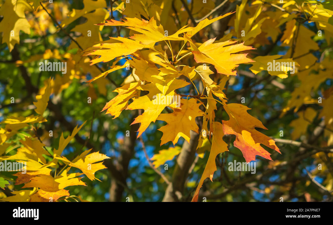 Yellow leaves tree hi-res stock photography and images - Alamy