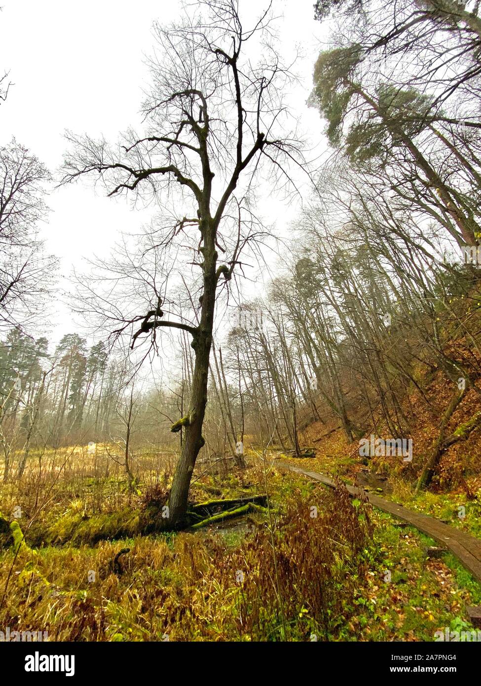 Autumn pictures Krimulda Sigulda Latvia Gauja river Valley Stock Photo ...