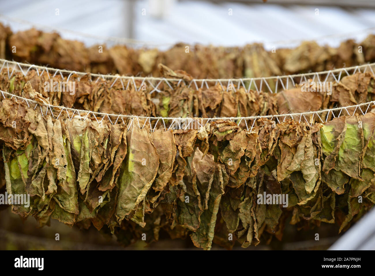 Tobbacco industry hi-res stock photography and images - Alamy