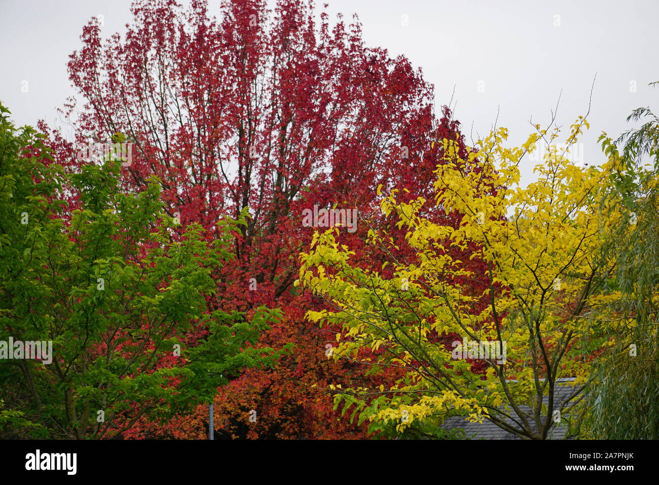 trees changing color in the fall Stock Photo - Alamy