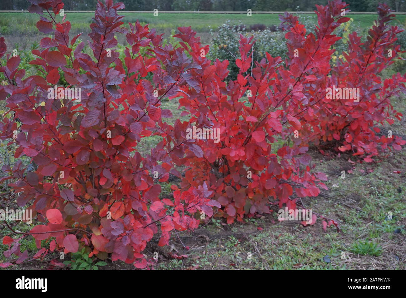 Turning red hi-res stock photography and images - Alamy