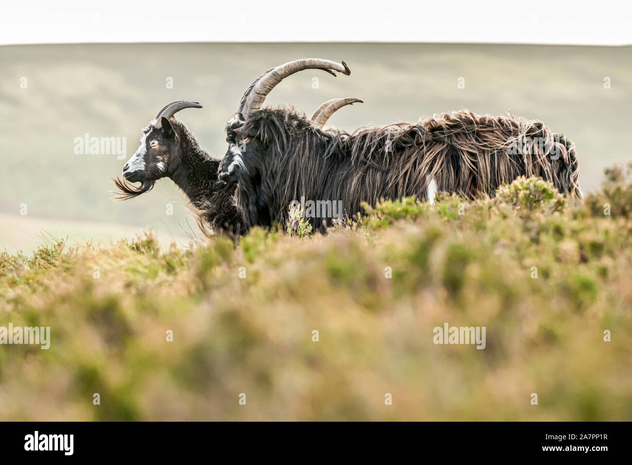 Wild Goats Uk High Resolution Stock Photography and Images - Alamy