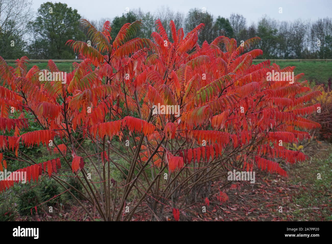 colorful sumac trees in fall colors in the countryside Stock Photo - Alamy