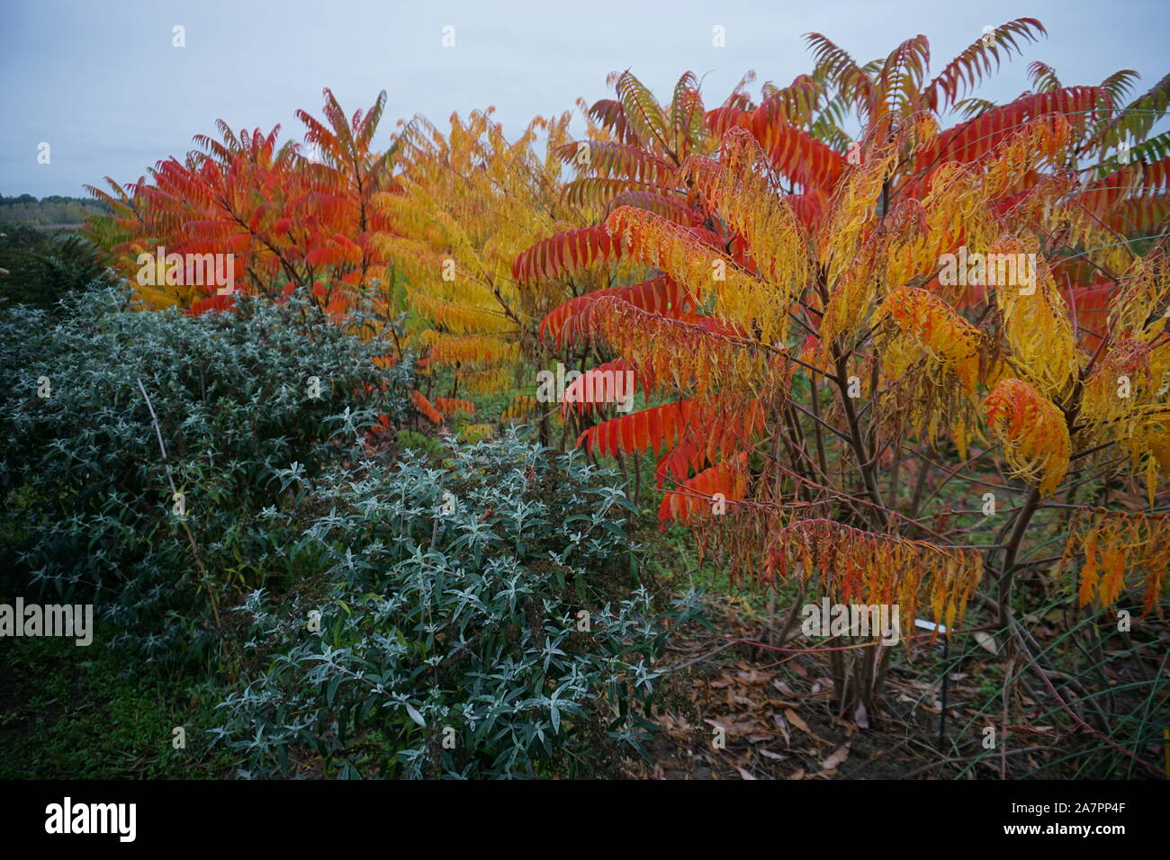 Red sumac orange colors fall hi-res stock photography and images - Alamy