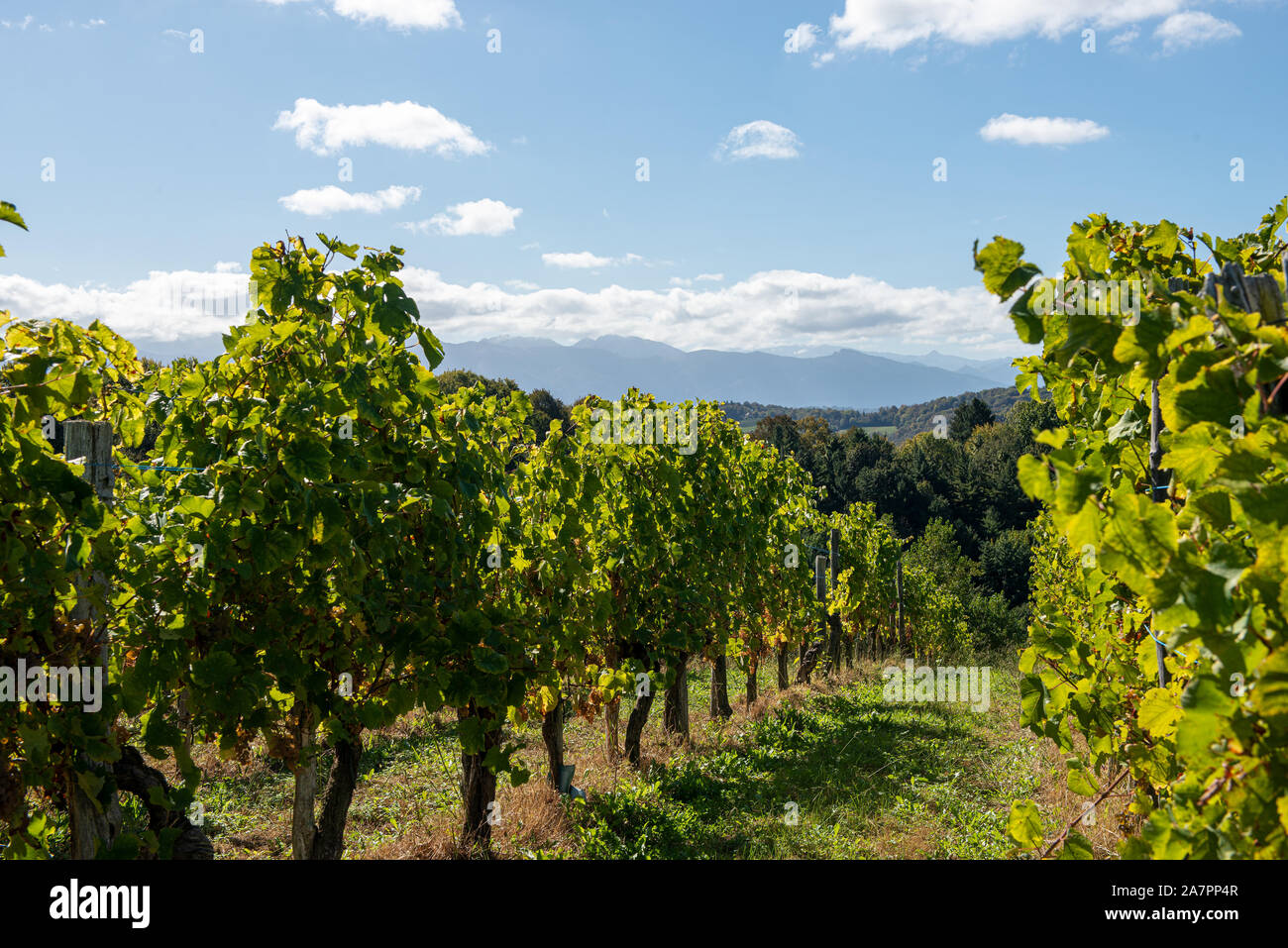 Jurancon vineyards hi-res stock photography and images - Alamy