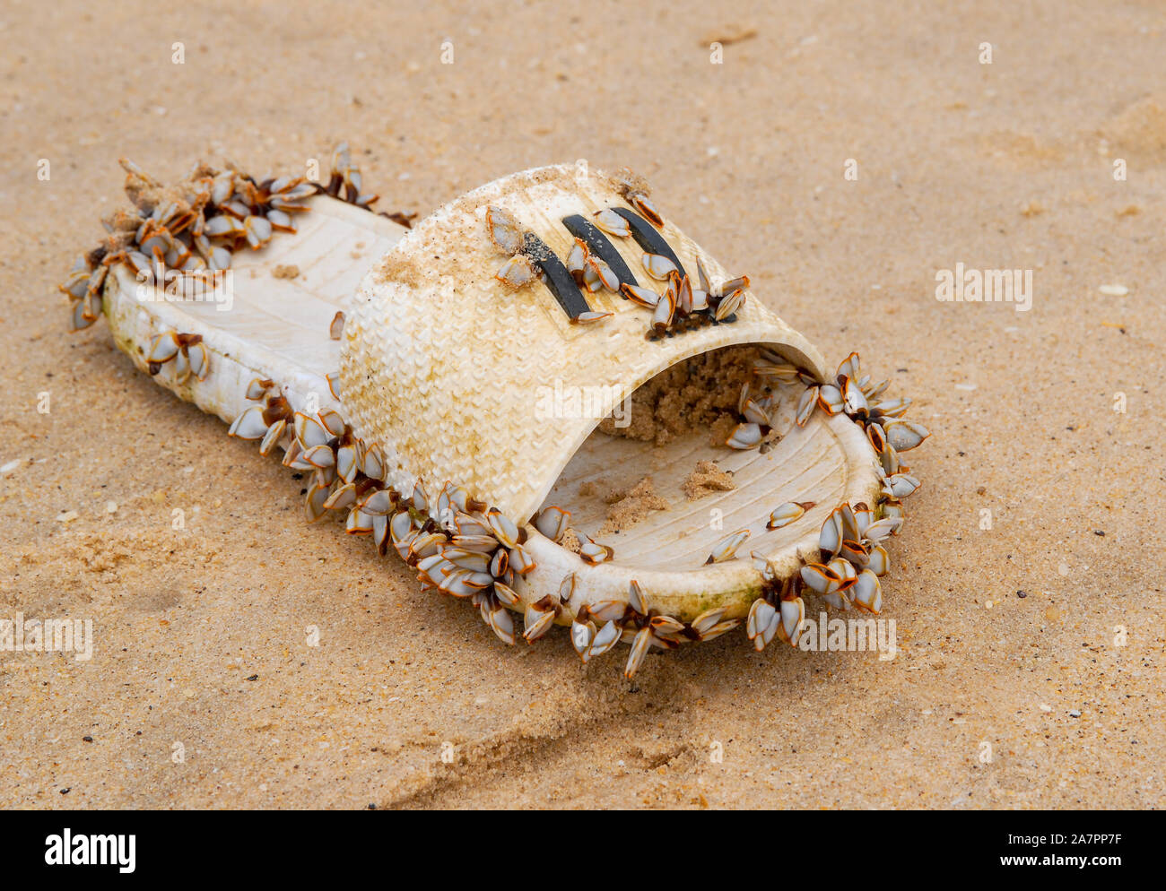 an old flip-flops covered with shells at a beach Stock Photo - Alamy
