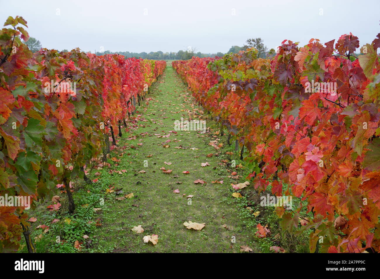 colorful rows of vines in the fall in the Loire Valley, France Stock ...