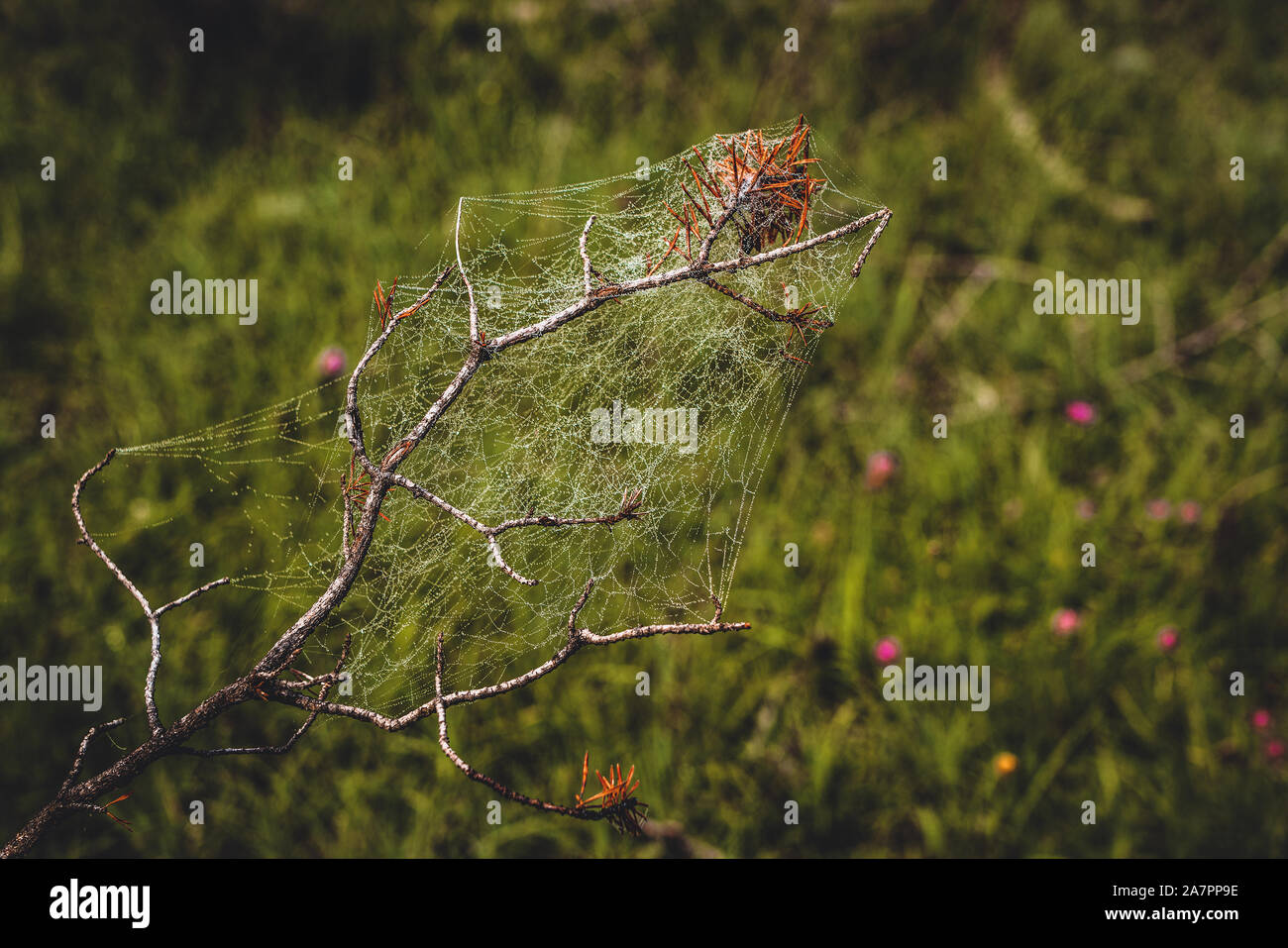A spider web on a branch Stock Photo - Alamy