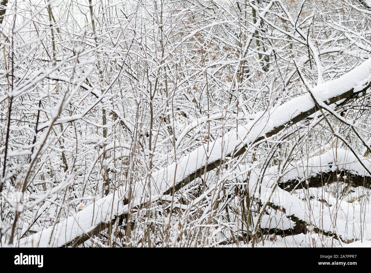 Branches of trees covered with snow in winter forest. Natural ...