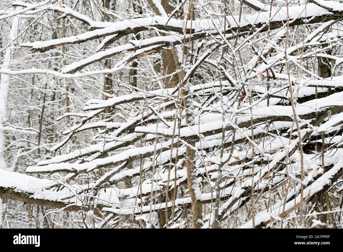 Branches of trees covered with snow in winter forest. Natural ...