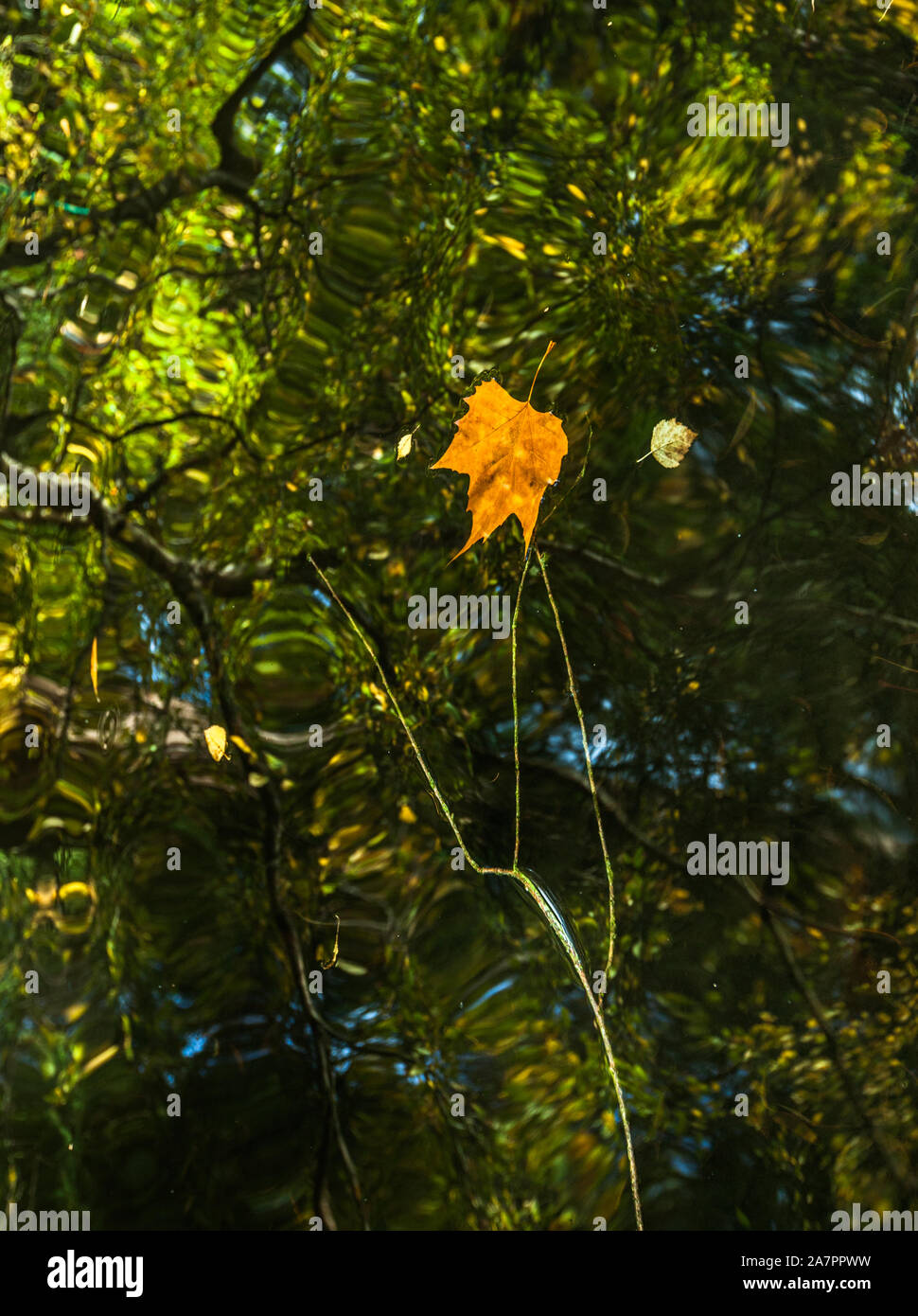 Fall leaf floating almost in mid-air (or rather in very calm waters ...