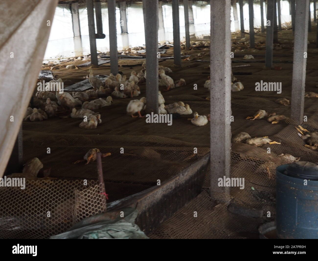 Thousands of drowned ducks are piled up after a floodwater due to ...