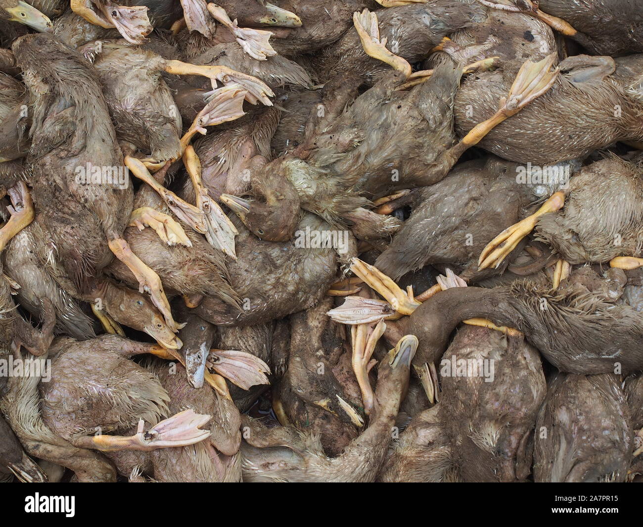 Typhoon lekima hi-res stock photography and images - Alamy