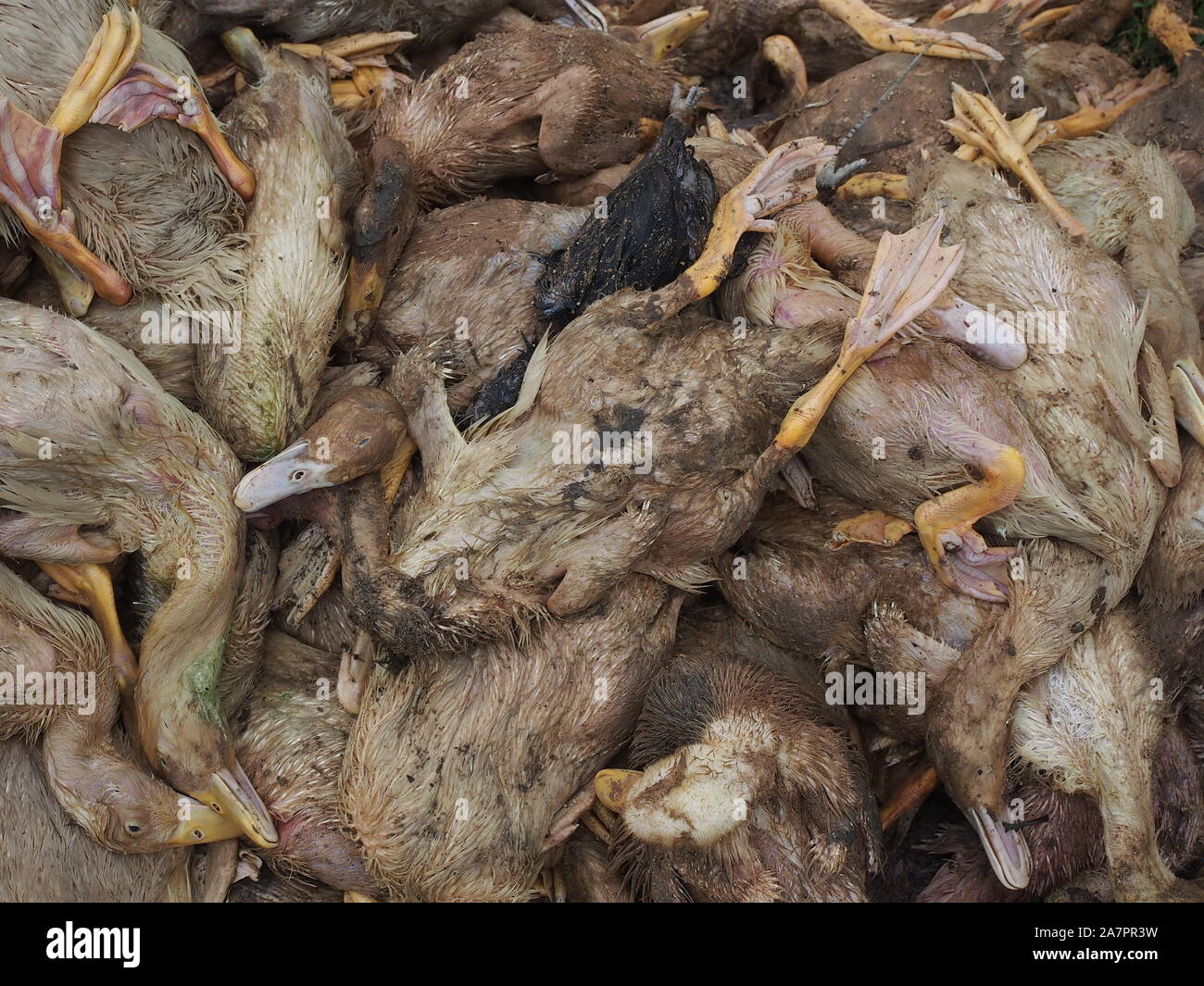 Strong ducks hi-res stock photography and images - Alamy