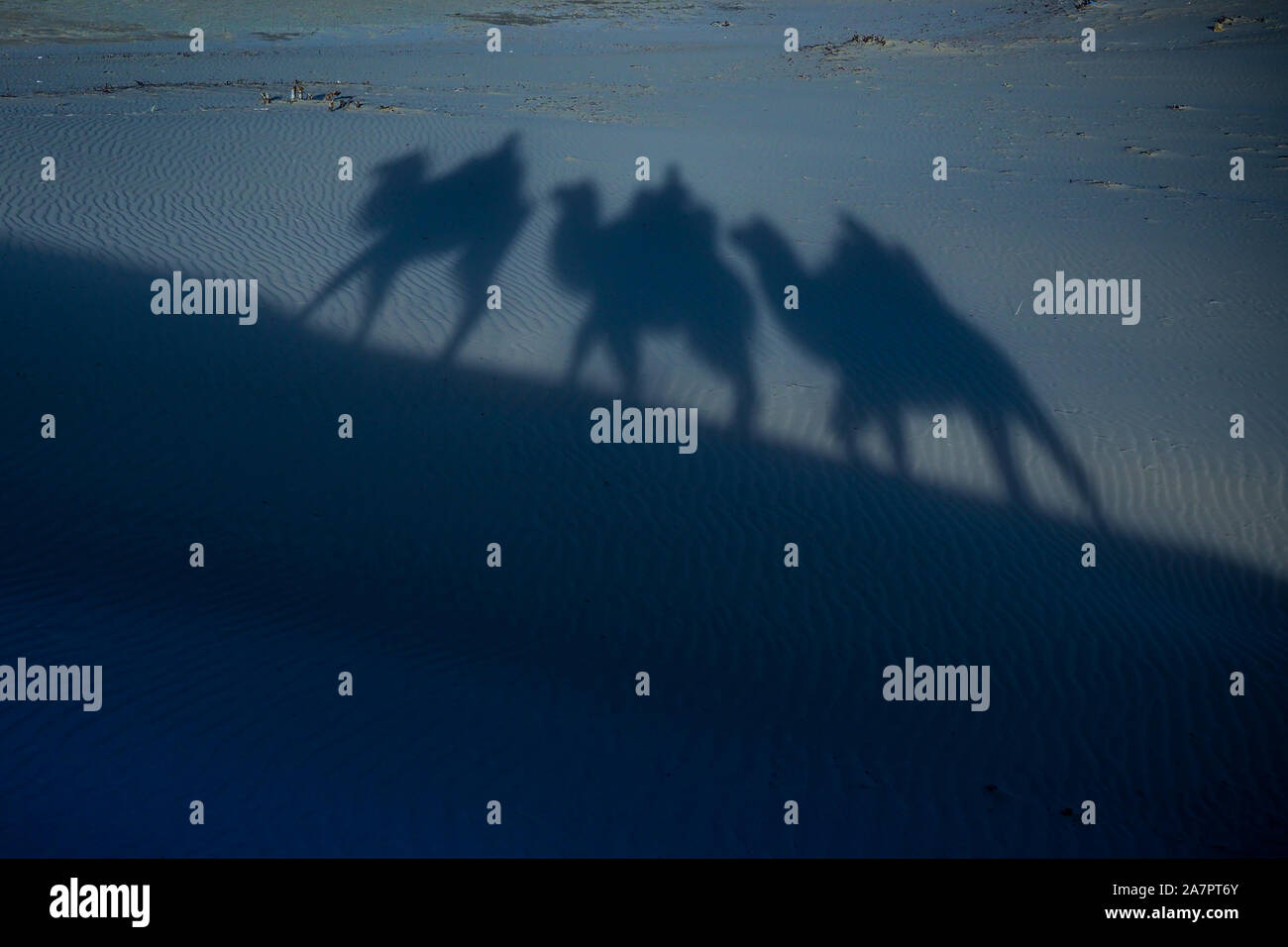 Camel Shadow High Resolution Stock Photography and Images - Alamy