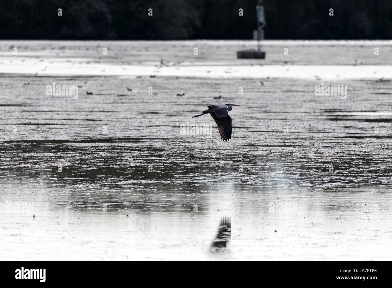 Gray heron in flight over the lake's water. Wing reflection on the ...