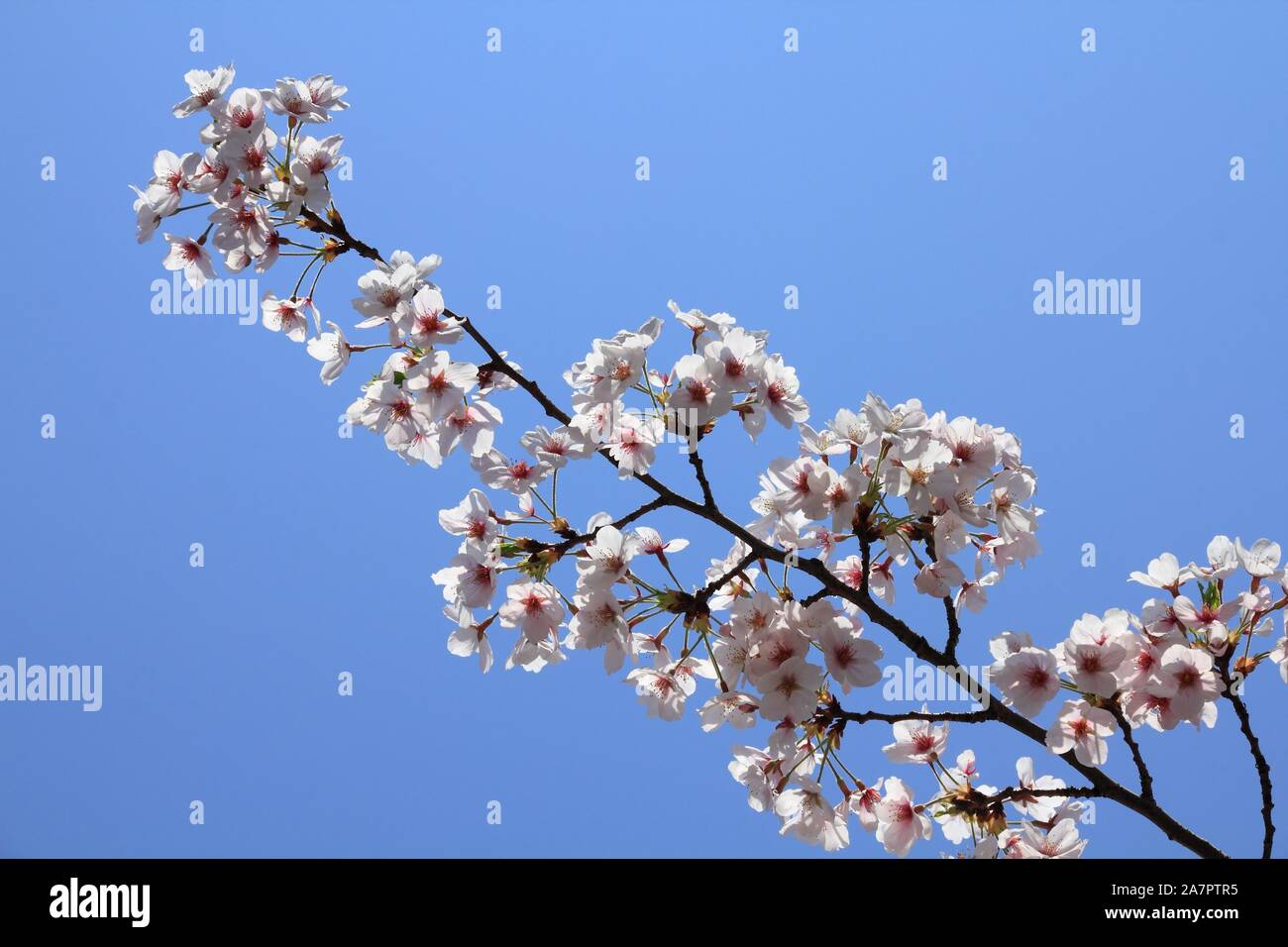 Ueno park in Tokyo, Japan - spring time cherry blossom (sakura Stock ...