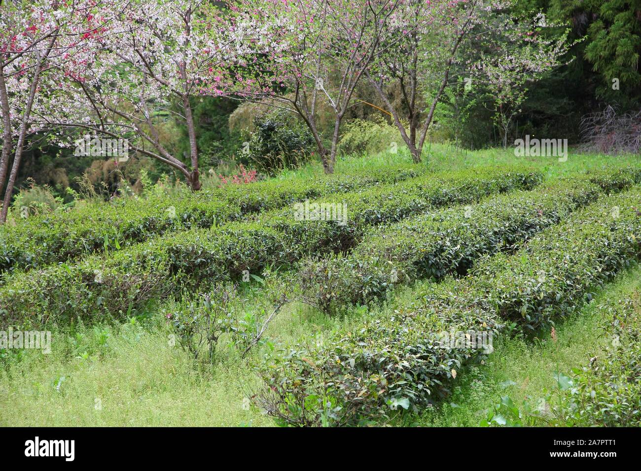 Japan - small tea field in Japanese countryside. Tea plantation in ...