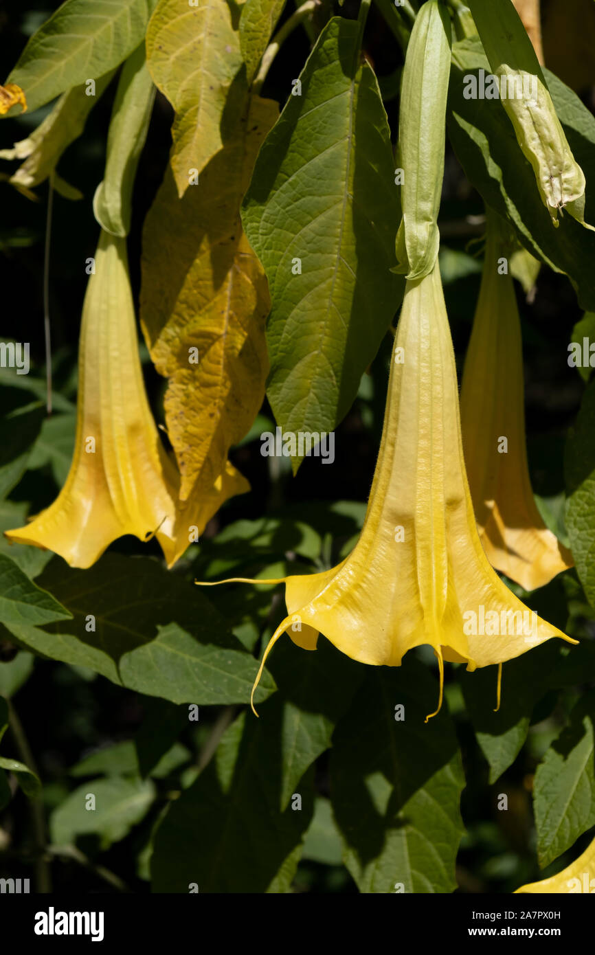 Maikoa hi-res stock photography and images - Alamy