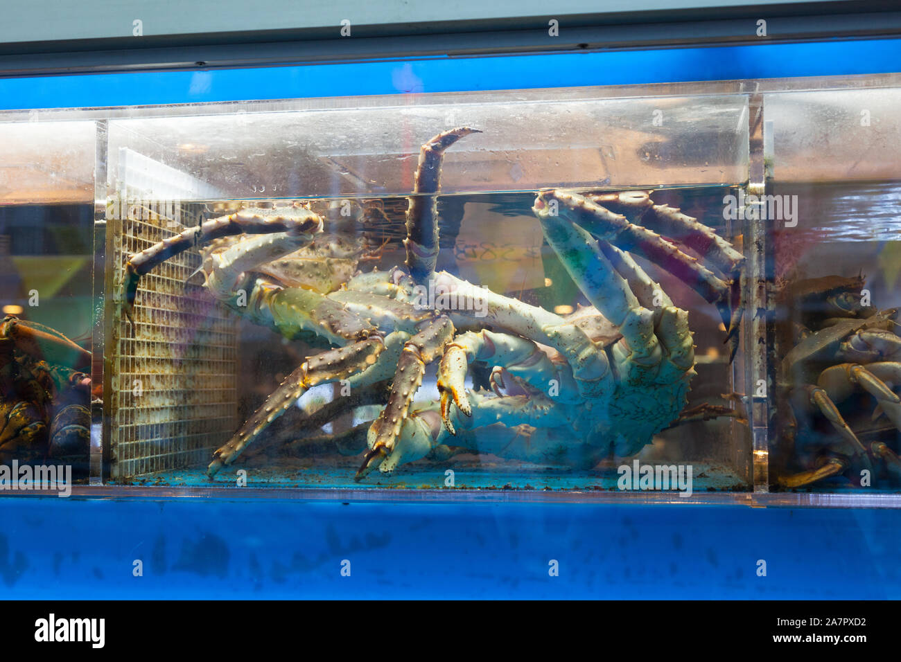 Tank of King crabs in a tank in Chinatown, Grand Street, New York City ...