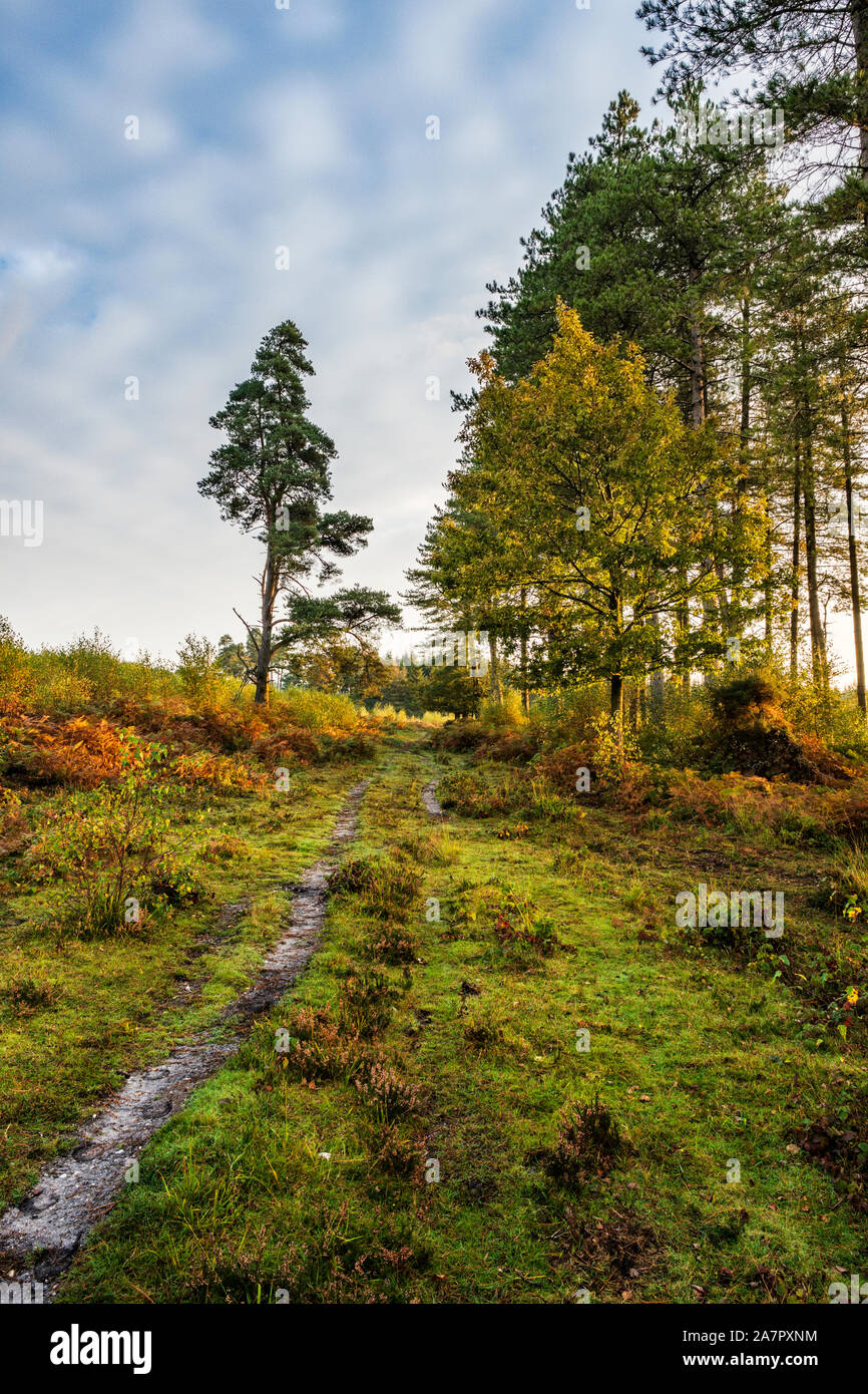 Cleddon bog nature reserve, Monmouthshire, Wales Stock Photo - Alamy