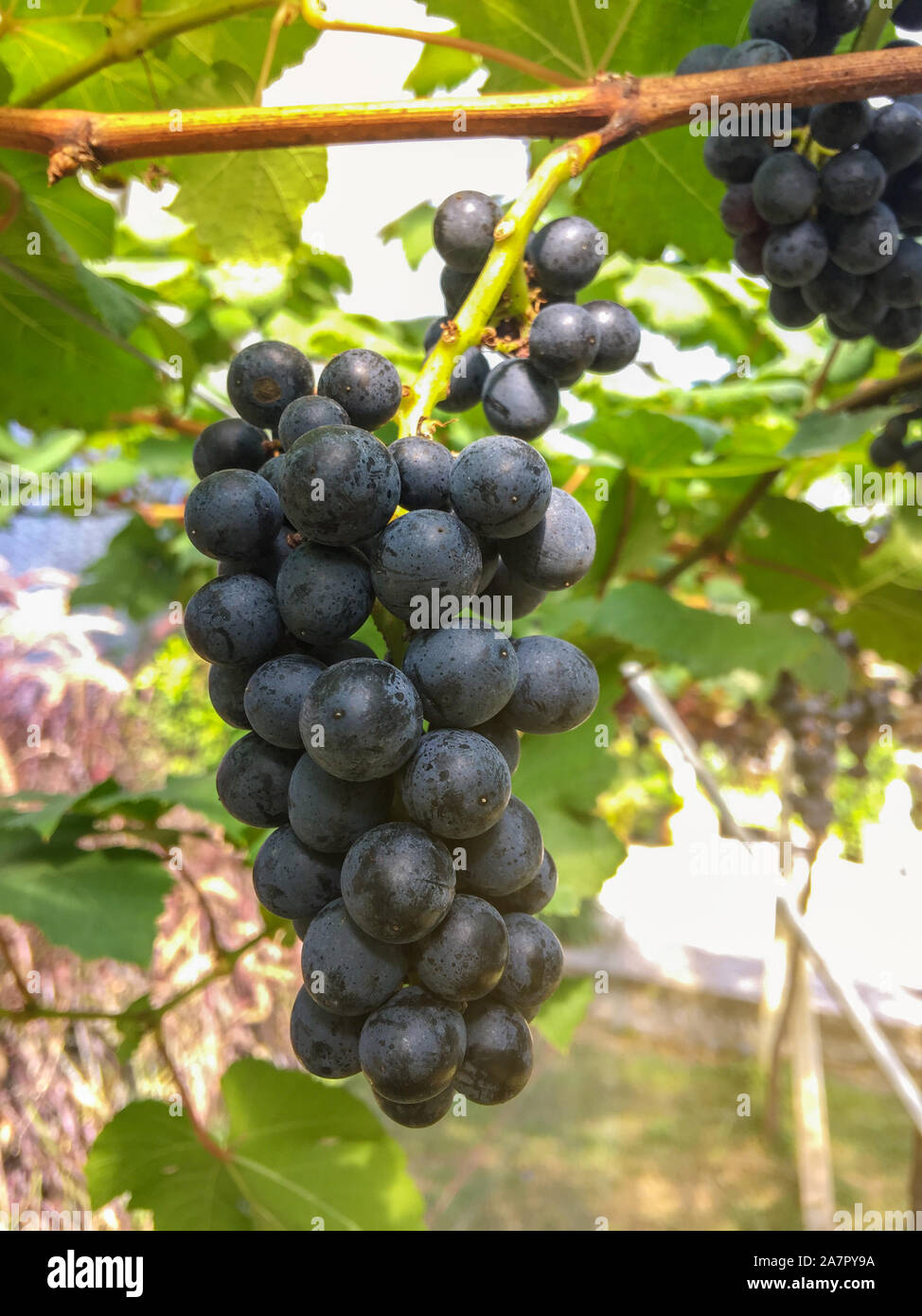 harvesting Dark grape from organic garden farm background Stock Photo ...