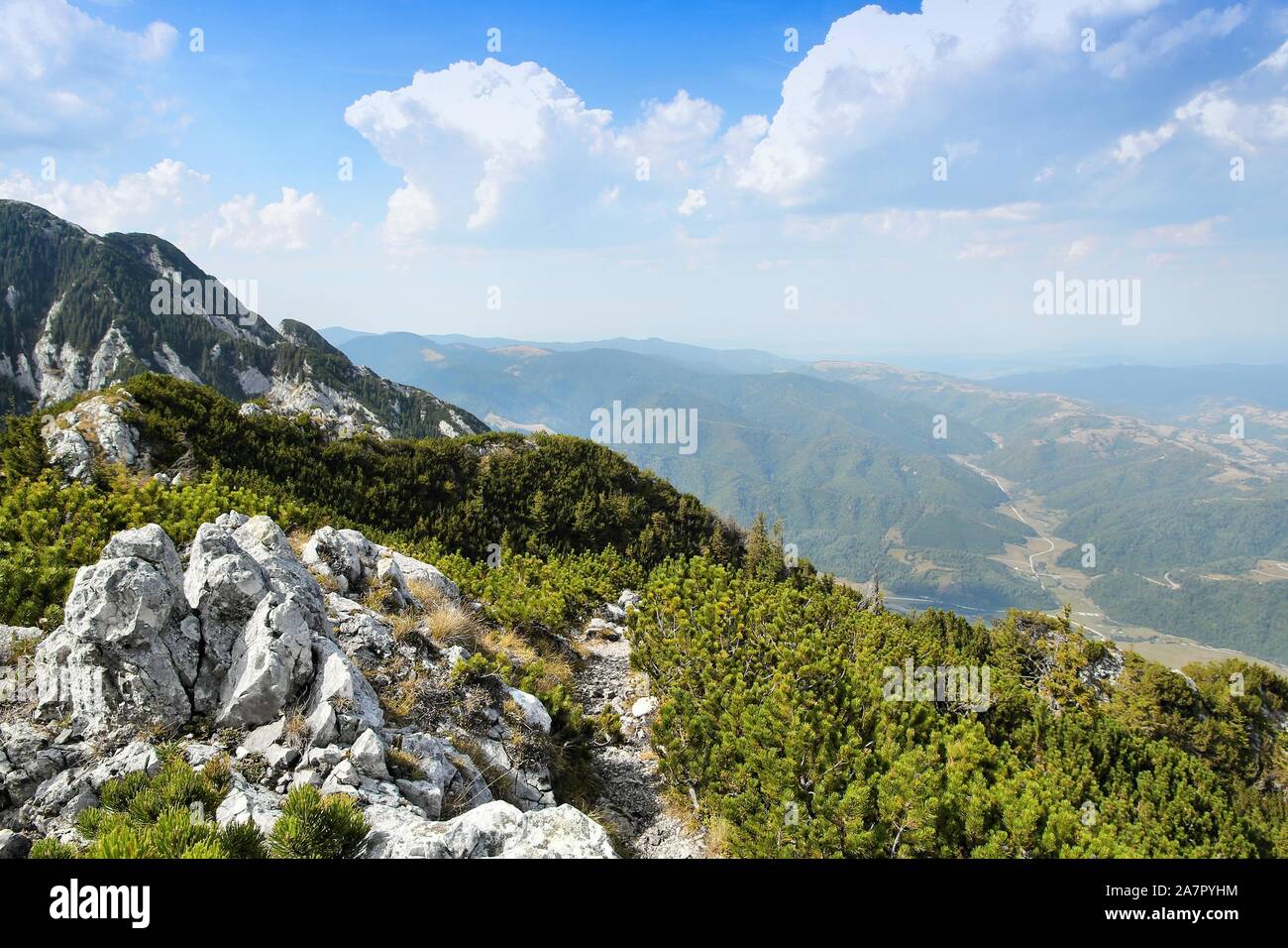 Mugo pine pinus mugo hi-res stock photography and images - Alamy