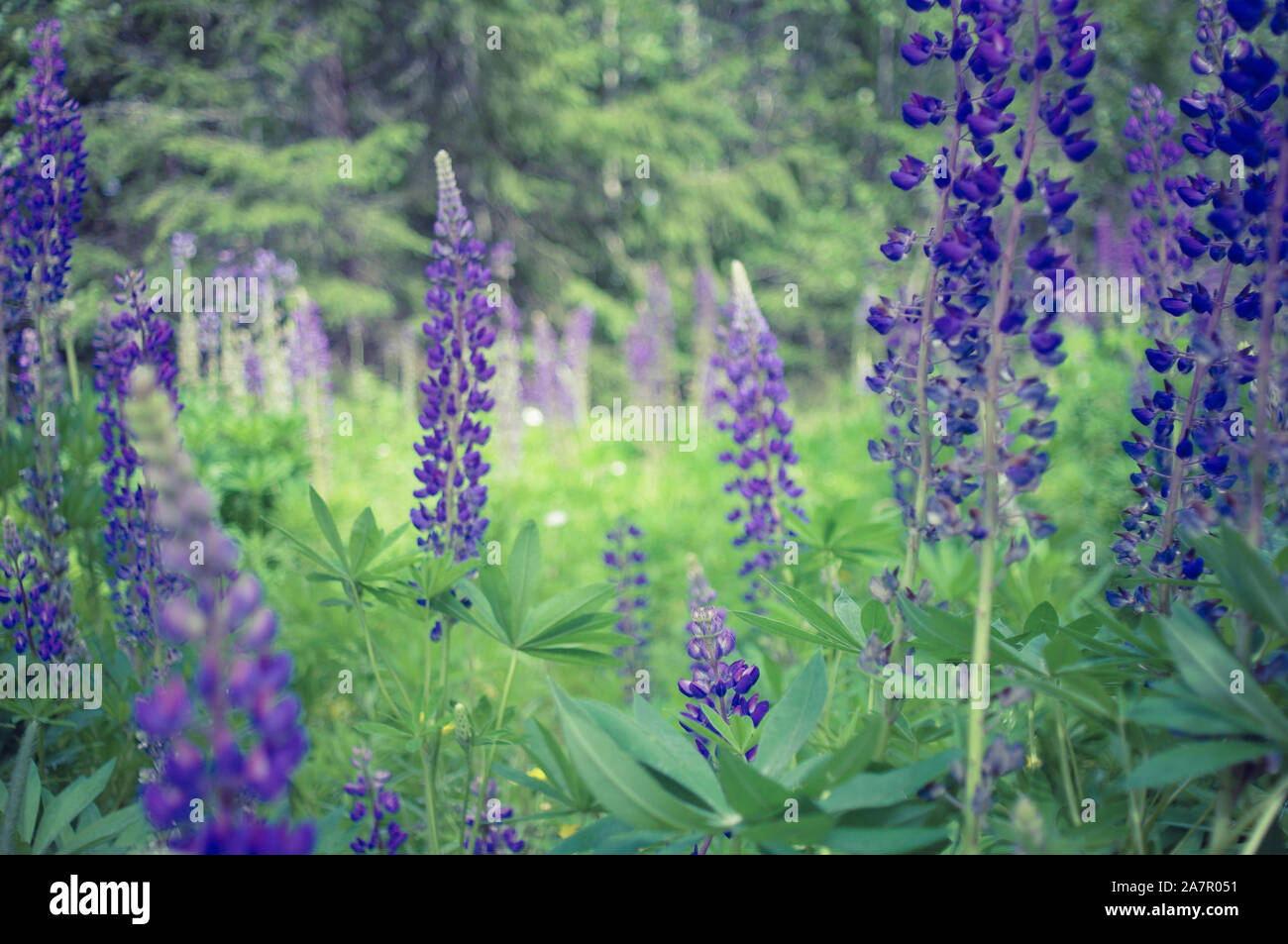 Purple Lupin flowers on a meadow Stock Photo - Alamy