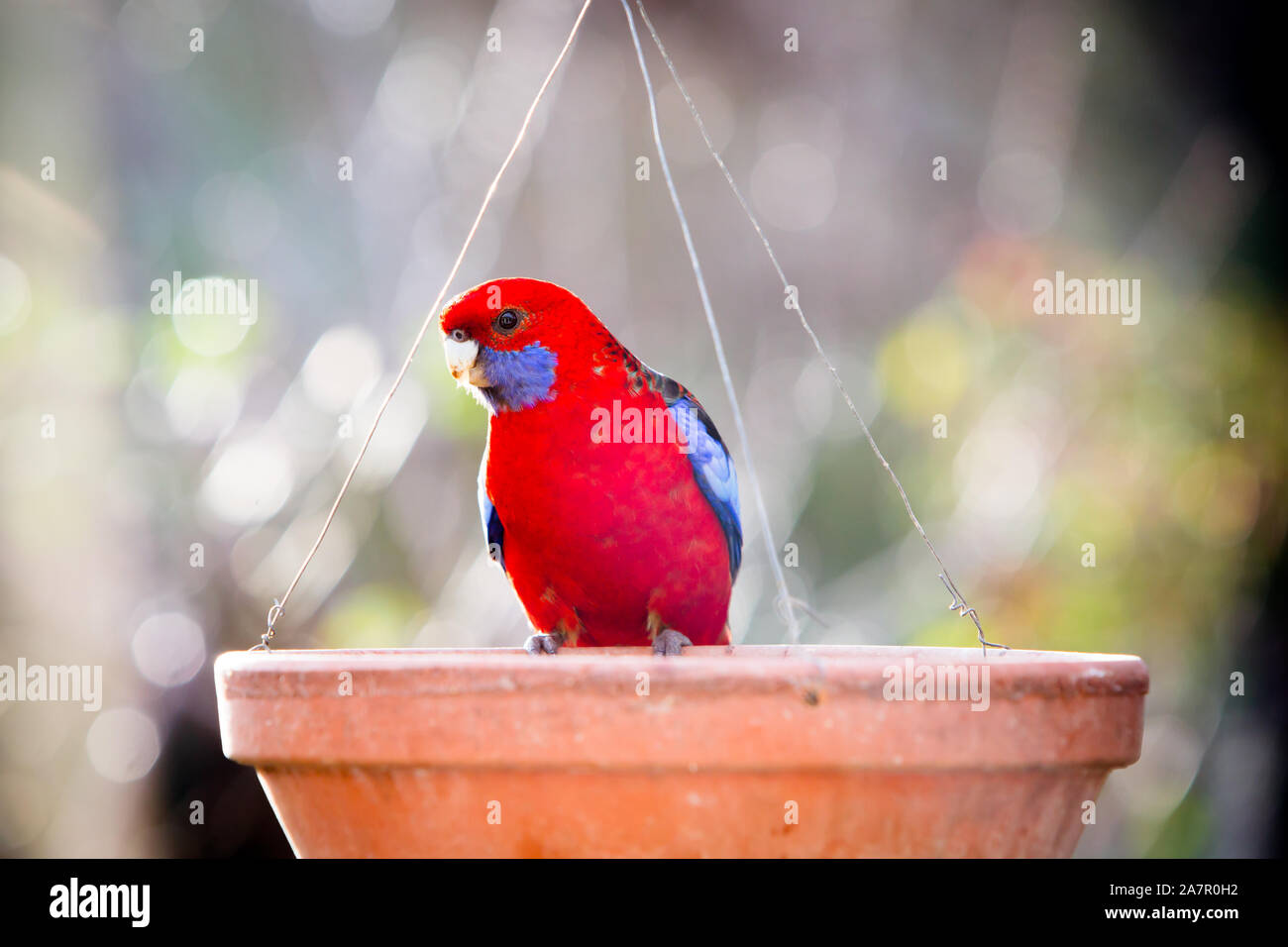 Australian native rosella hi-res stock photography and images - Alamy