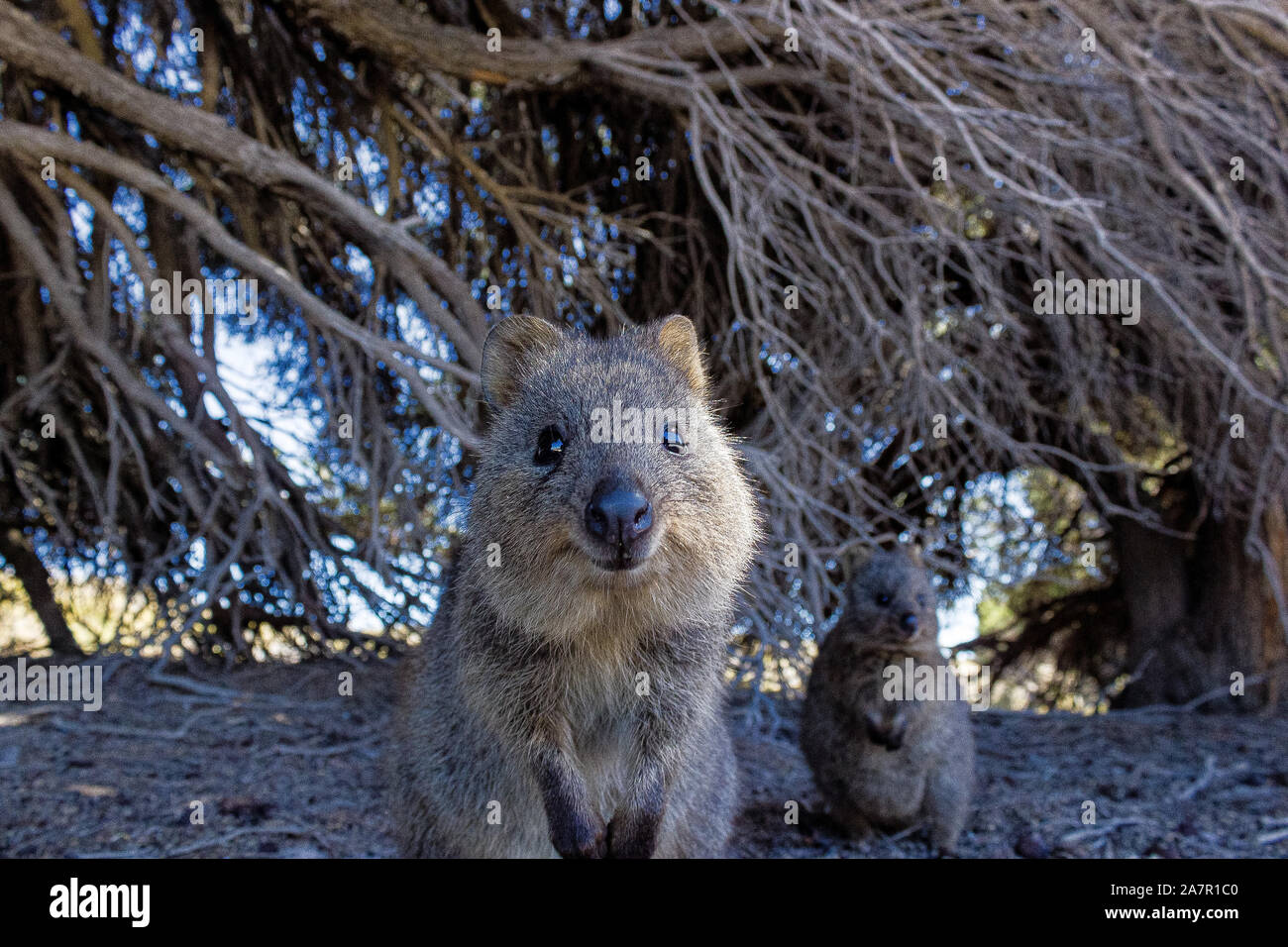Quokka Eating Gif