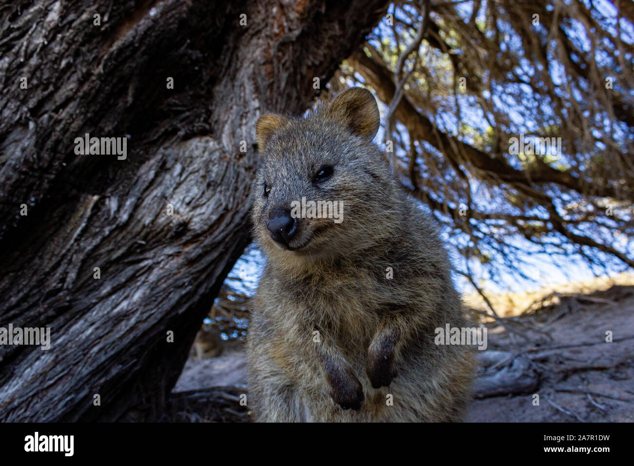 Australian Quokka on rottnest island, Perth, Australia Stock Photo - Alamy