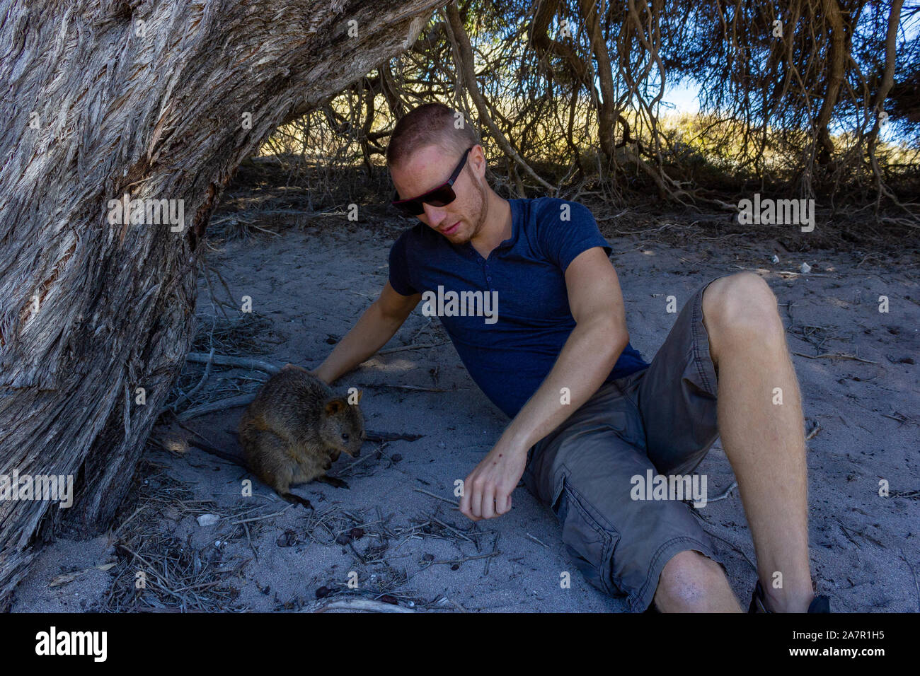 young caucasian man with a Quokka in rottnest island, Perth, Australia ...