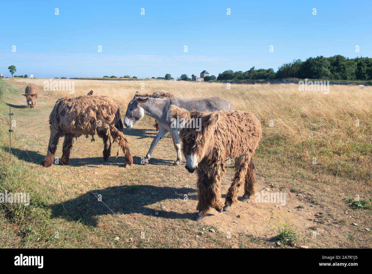 Famous donkeys with long shaggy hair in French island Ile de Re Stock ...