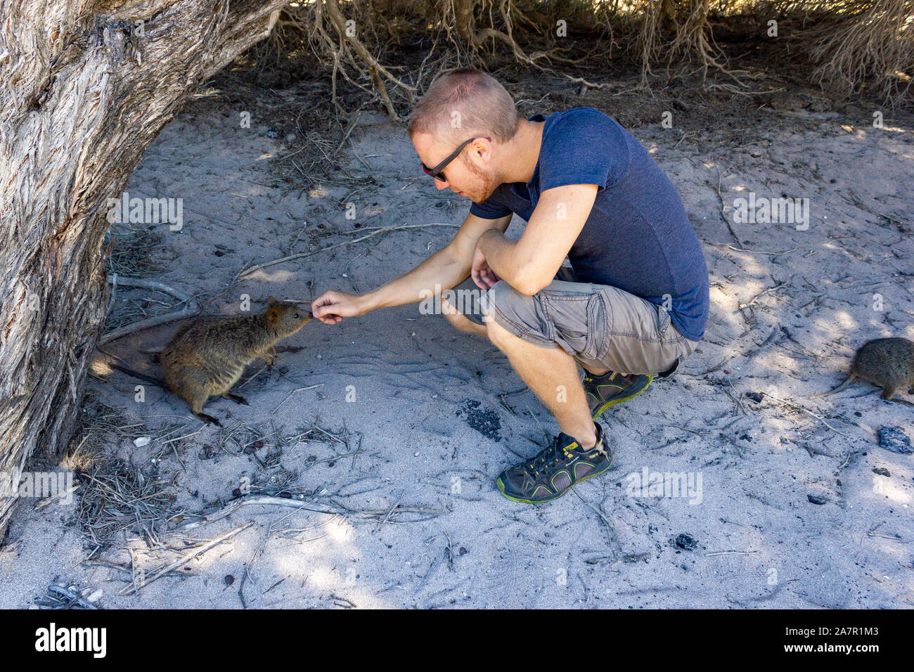 A quokka in the rottnest island hi-res stock photography and images - Alamy