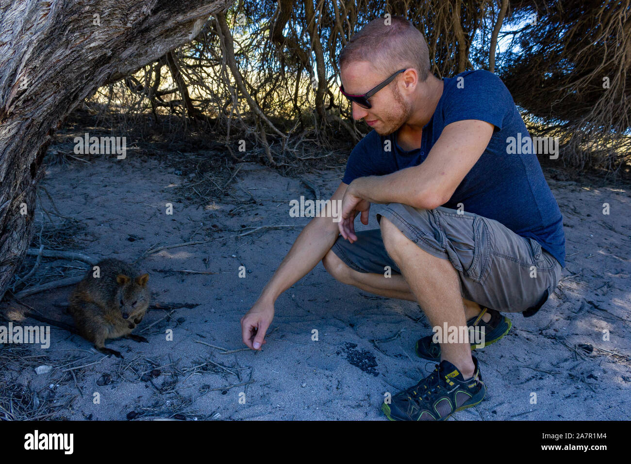 Rottnest island quokka smile hi-res stock photography and images - Alamy