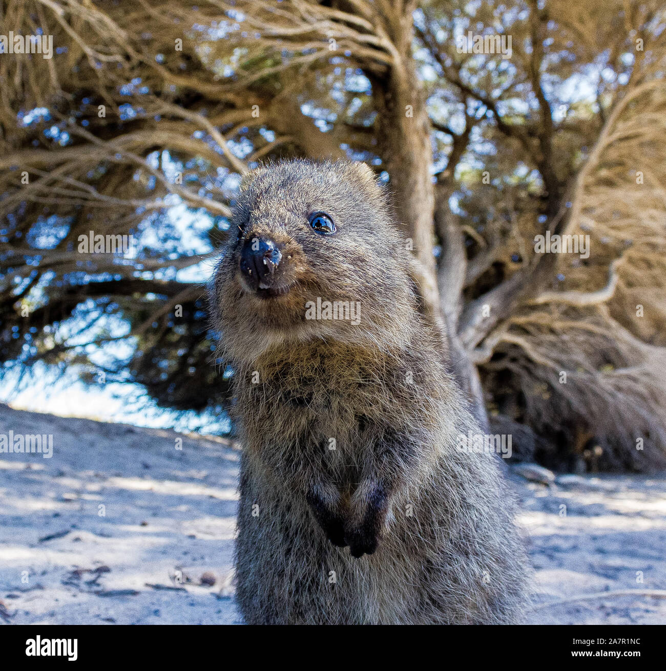 Australian Quokka on rottnest island, Perth, Australia Stock Photo - Alamy