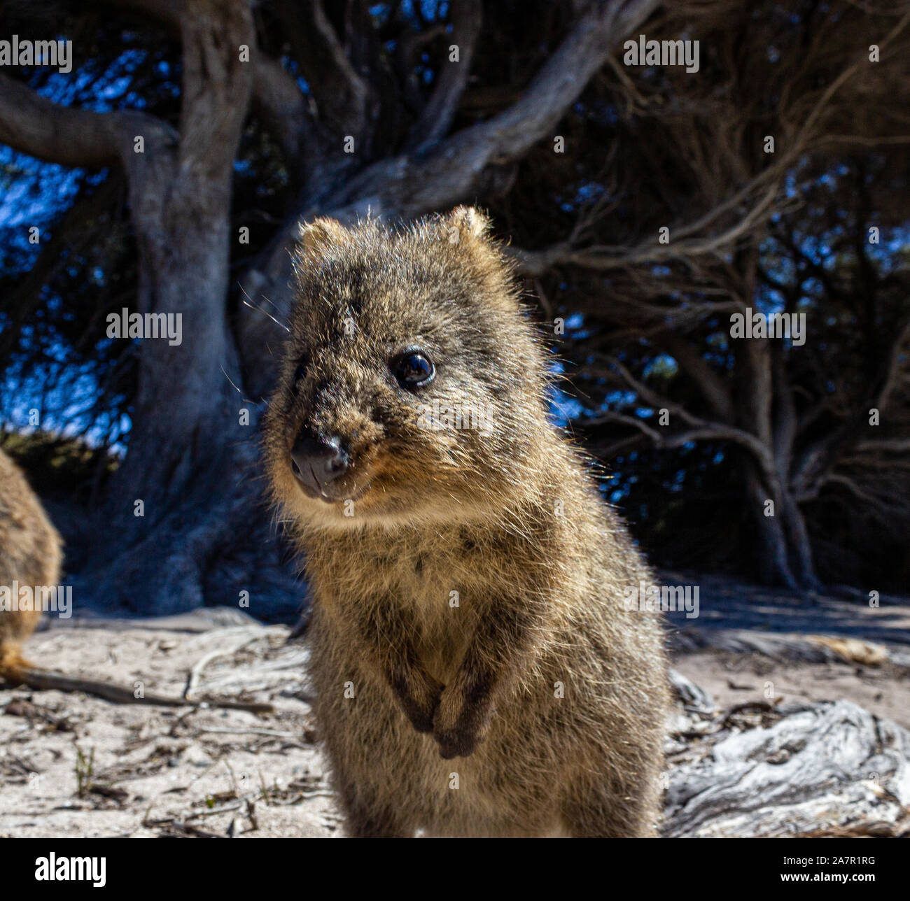 Australian Quokka on rottnest island, Perth, Australia Stock Photo - Alamy
