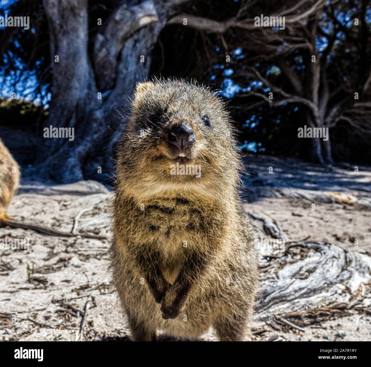 Australian Quokka on rottnest island, Perth, Australia Stock Photo - Alamy