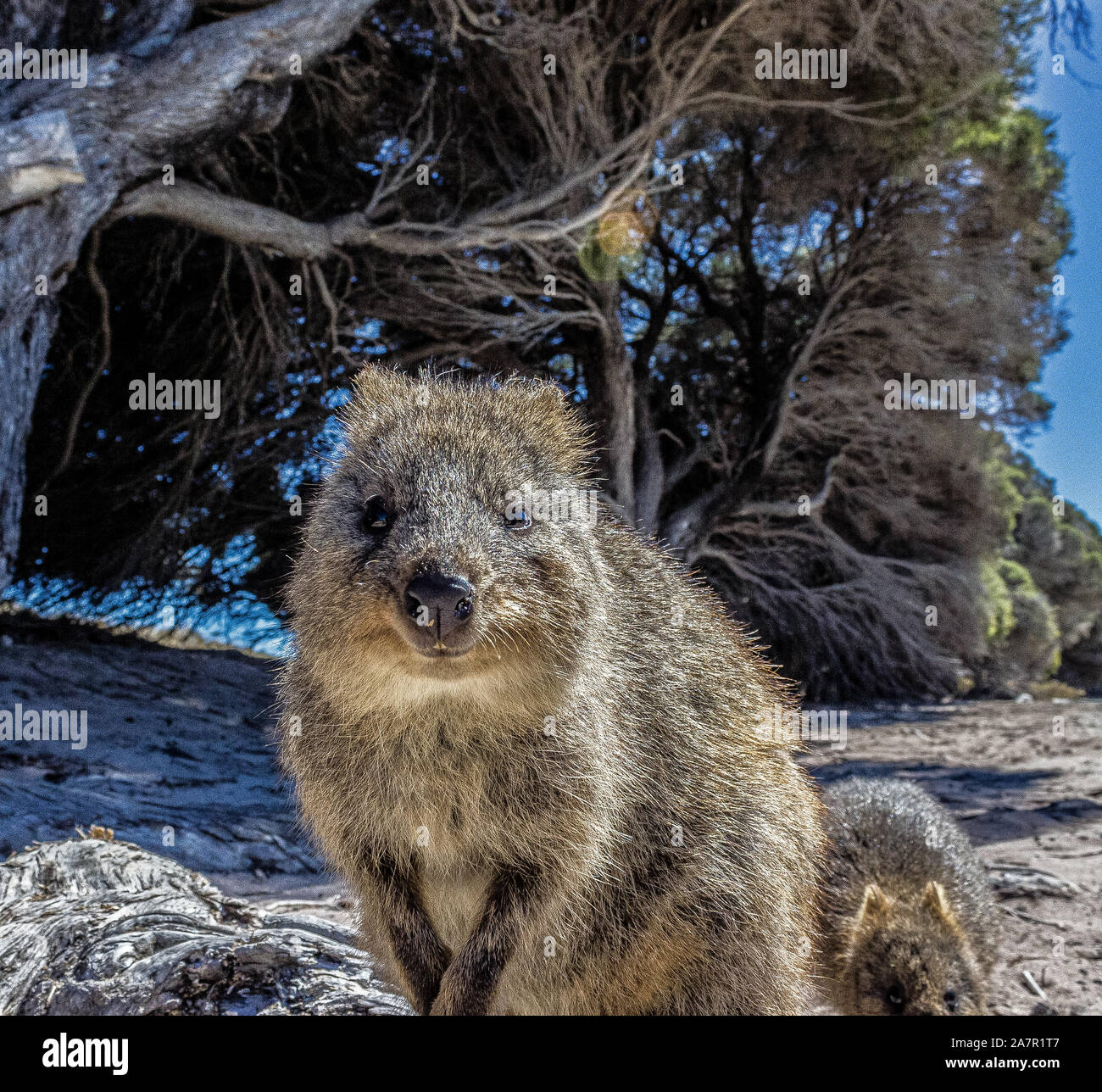 Australian Quokka on rottnest island, Perth, Australia Stock Photo - Alamy