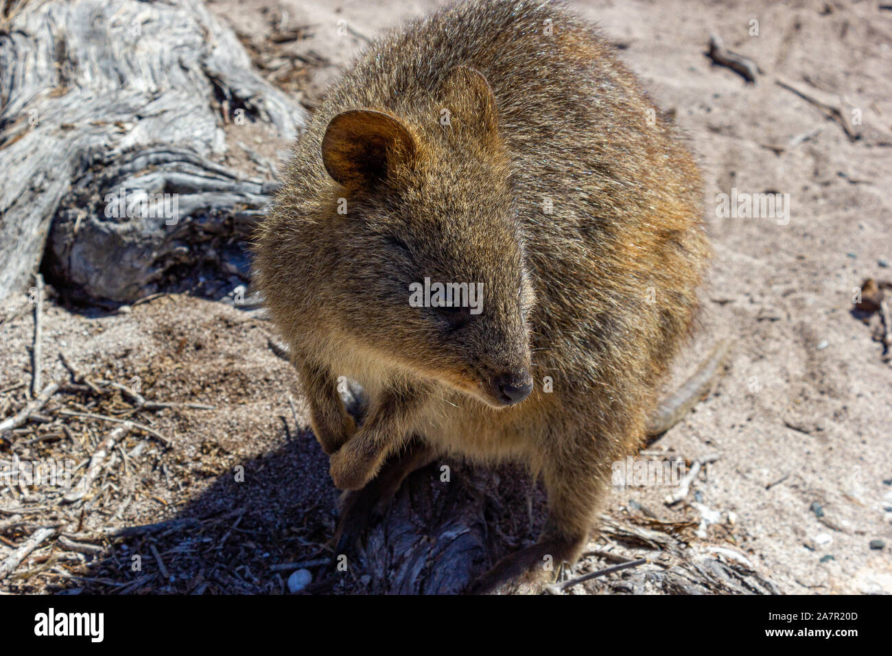 Australian Quokka on rottnest island, Perth, Australia Stock Photo - Alamy