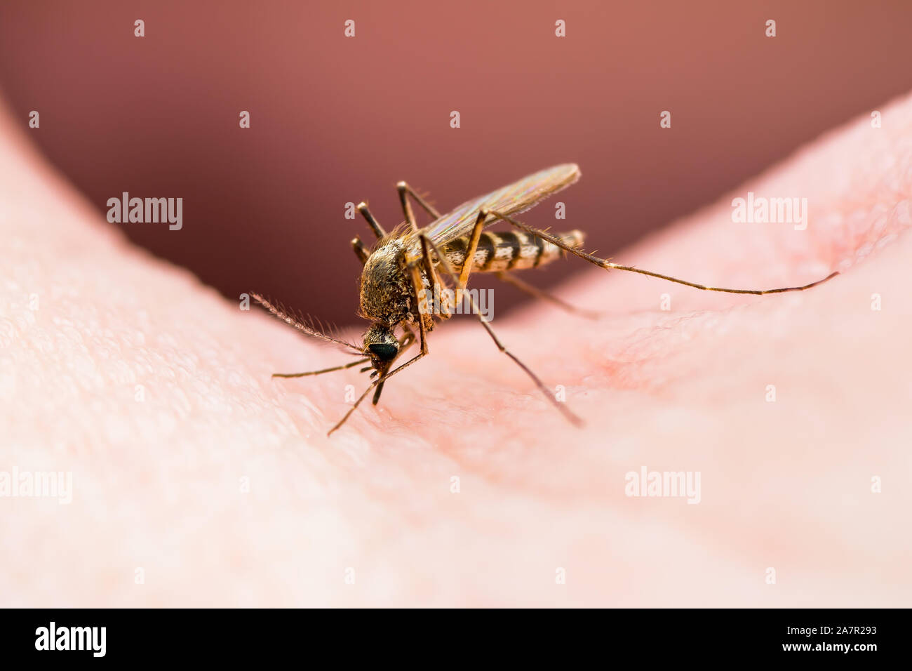 Encephalitis, Yellow Fever, Malaria Disease or Zika Virus Infected ...