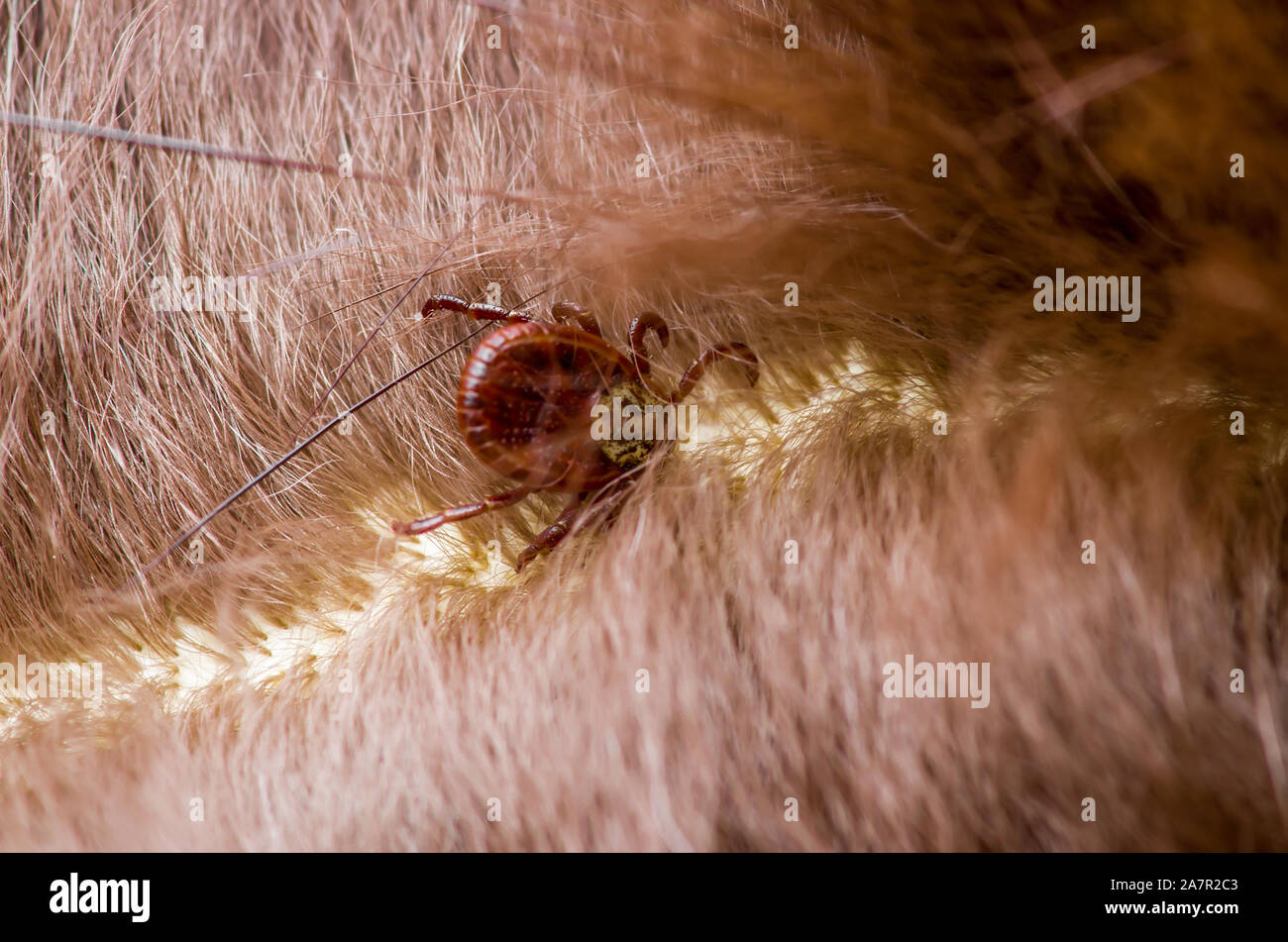 Encephalitis Virus or Lyme Borreliosis Disease Infectious Dermacentor ...