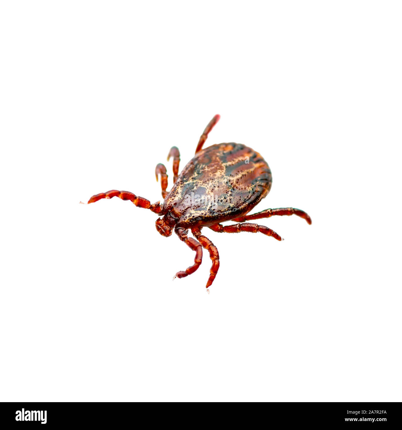Encephalitis Virus or Lyme Borreliosis Disease or Monkey Fever ...