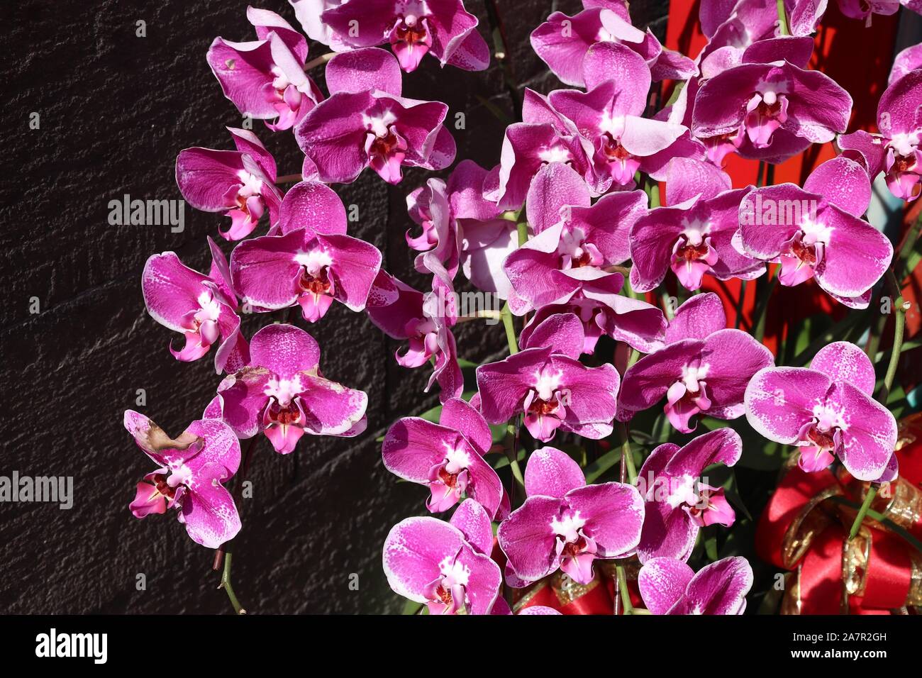 Purple cascade orchid. Phalaenopsis species (also known as moth orchid ...