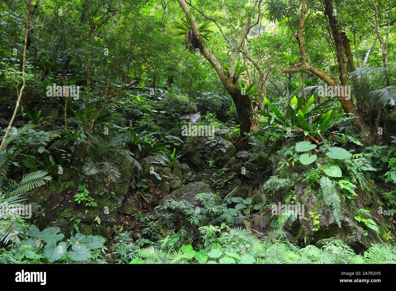 Taiwan jungle. Taroko National Park in Taiwan. Lush rainforest flora ...