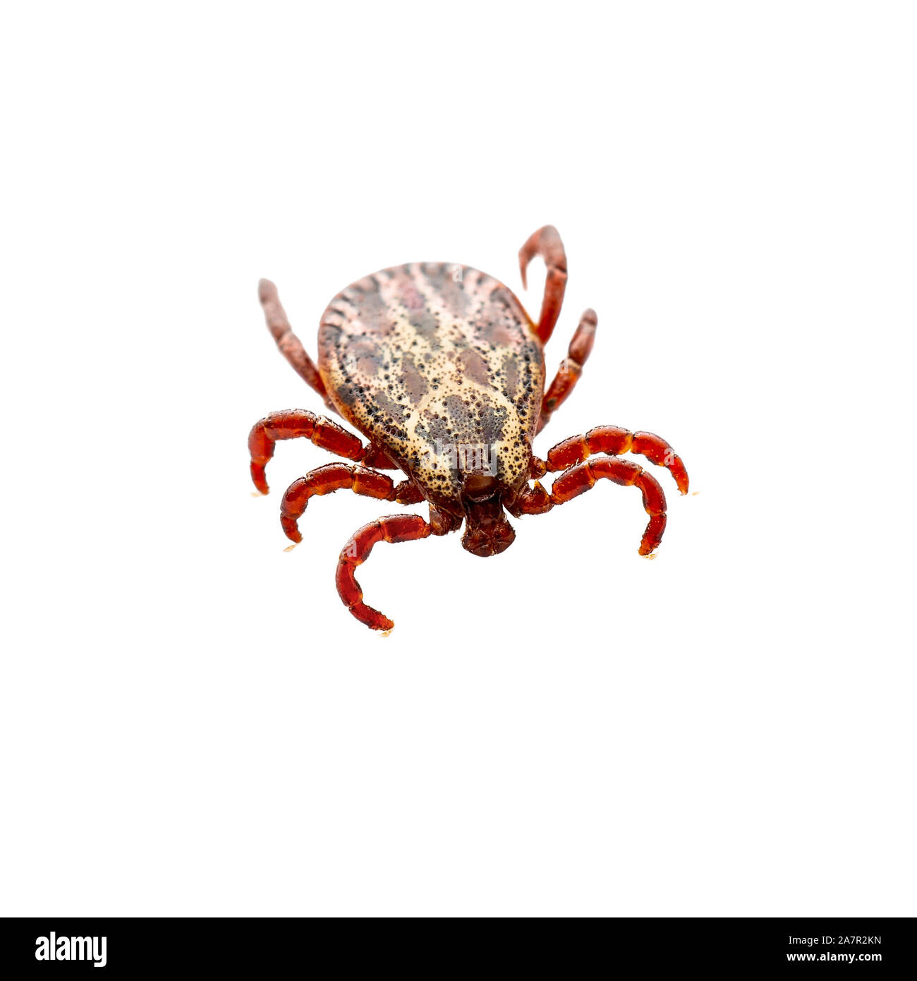 Encephalitis Virus or Lyme Borreliosis Disease or Monkey Fever ...