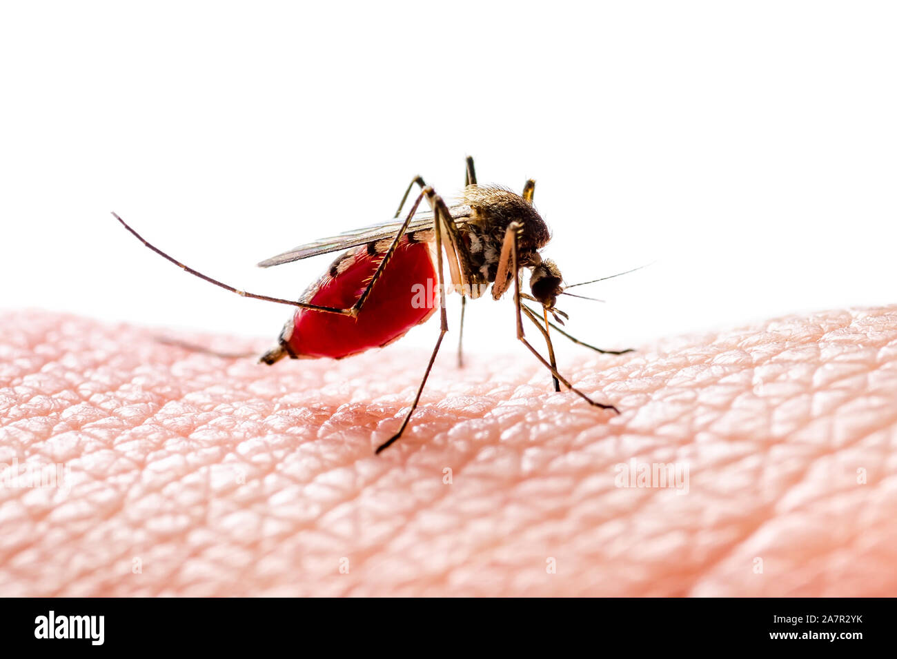 Dangerous Dengue Infected Mosquito Bite Isolated on White ...